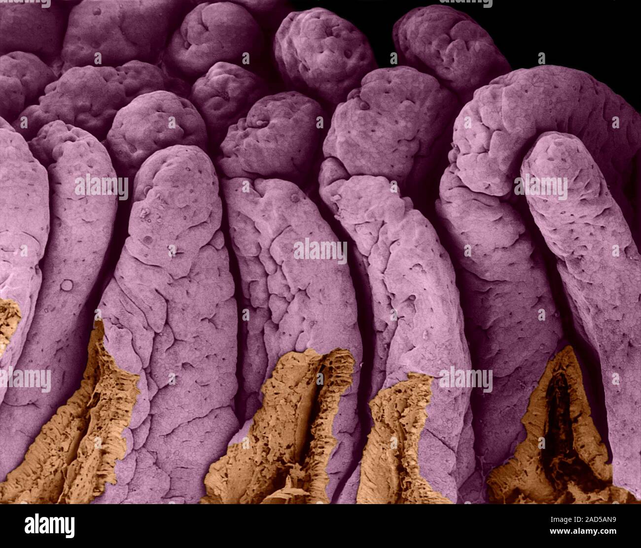 Villi of the small intestine (goblet cells visible in villi columnar ...