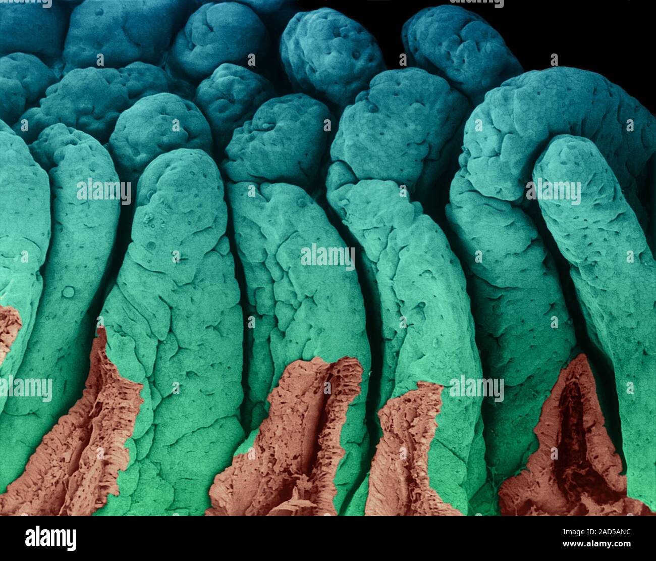 Villi of the small intestine (goblet cells visible in villi columnar ...