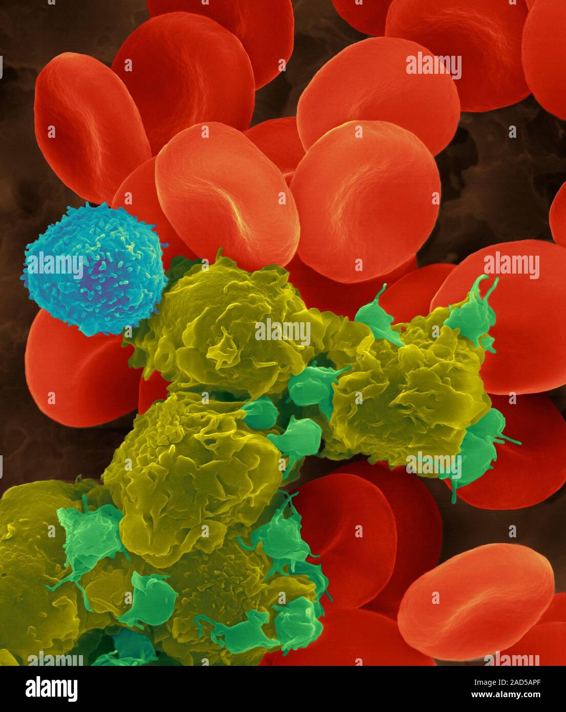 Human red blood cells, activated platelets, T lymphocyte (blue) and ...