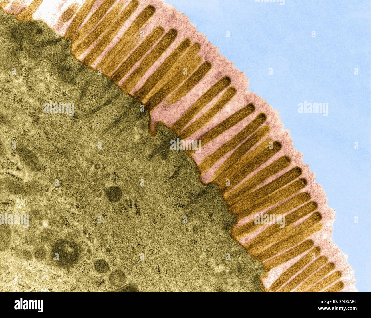 Villus of the small intestine - microvilli on the surface of intestinal ...