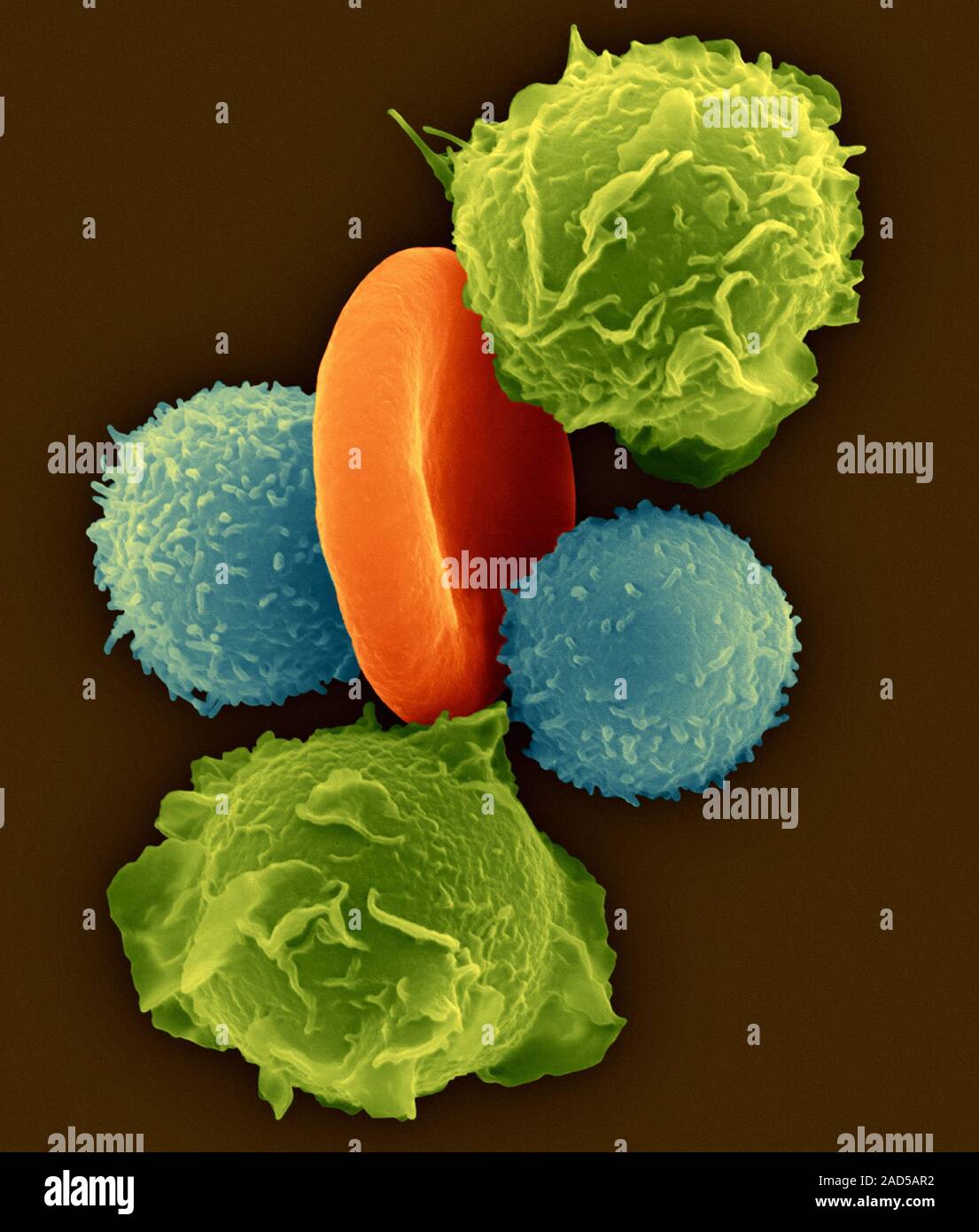 Neutrophils, T-lymphocytes and a red blood cell, coloured scanning ...