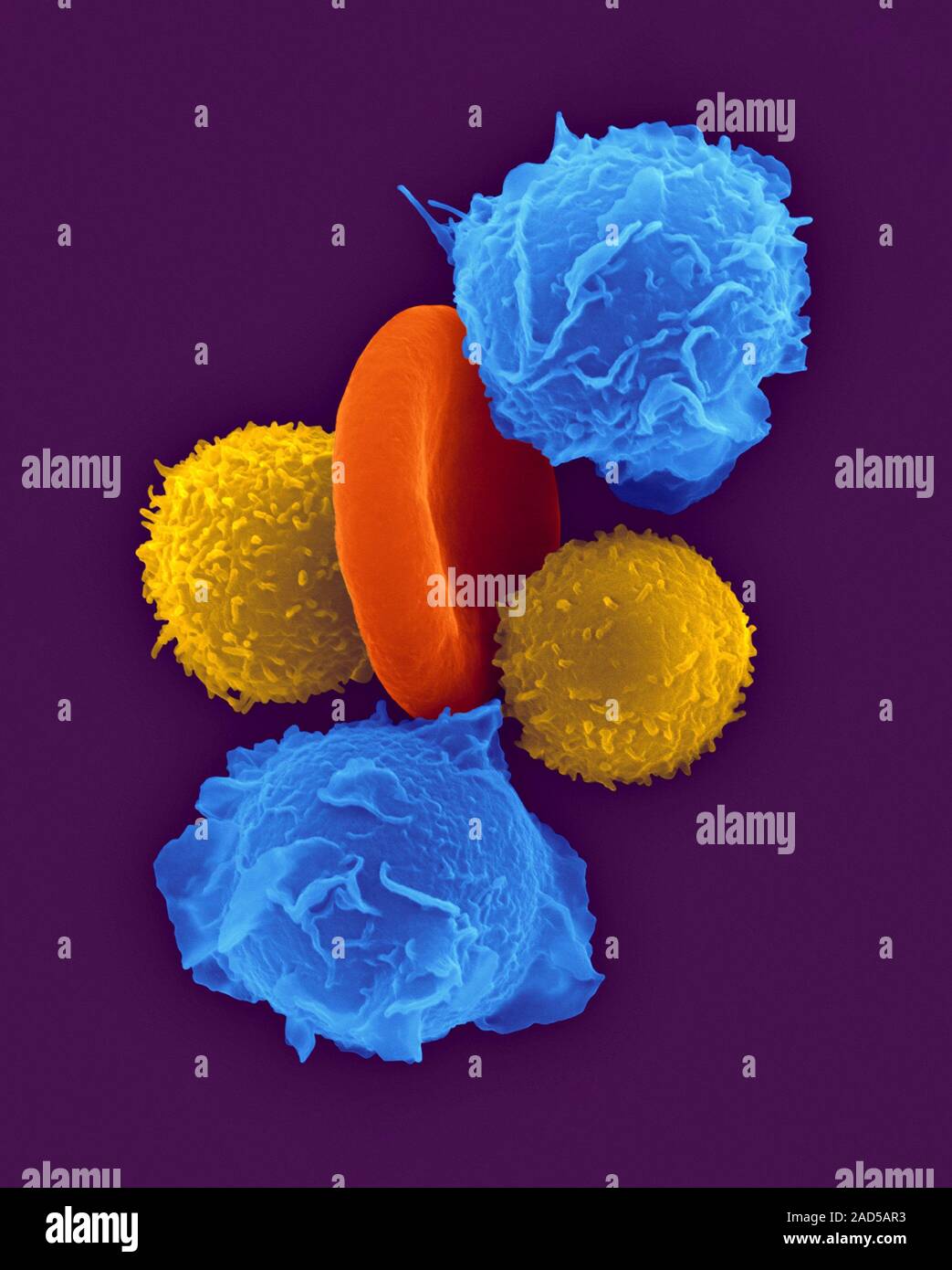 Neutrophils, T-lymphocytes and a red blood cell, coloured scanning ...
