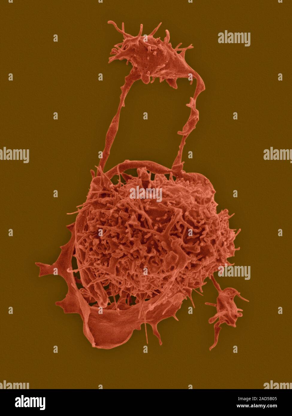 Human bone marrow megakaryocyte and platelet formation, coloured ...