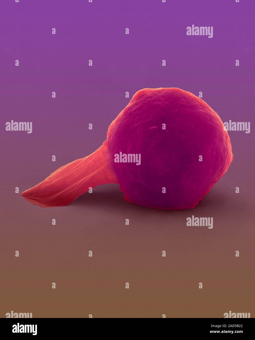 Muscle myoblast (primitive embryonic muscle cell) secreting ...