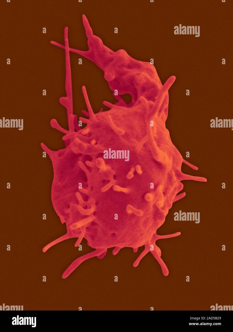 Newly formed platelet (thrombocyte) after megakaryocyte differentiation ...