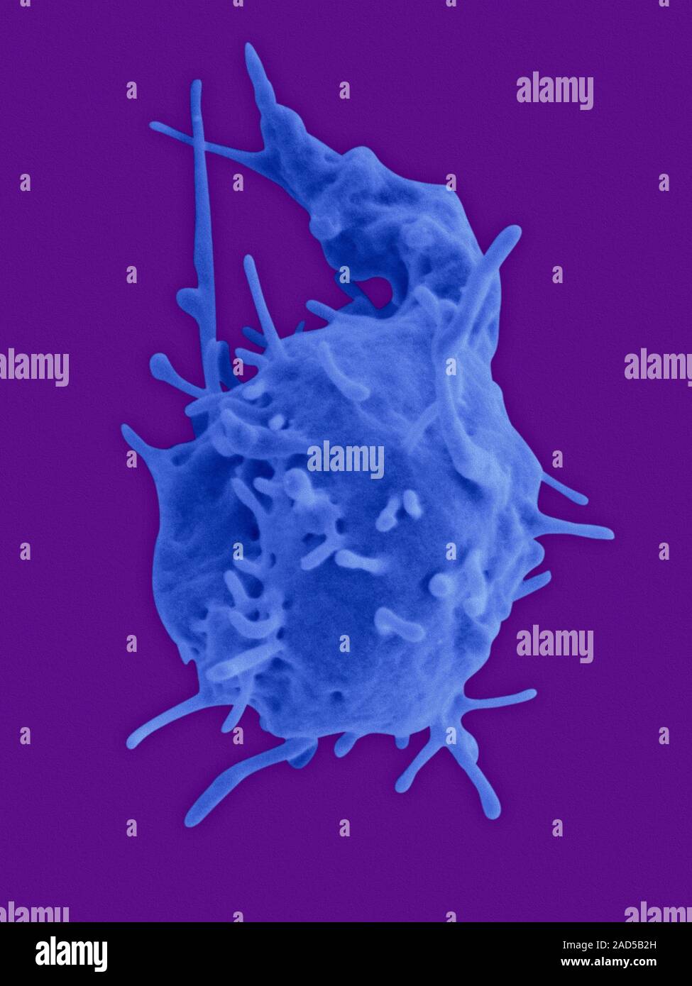 Newly formed platelet (thrombocyte) after megakaryocyte differentiation ...