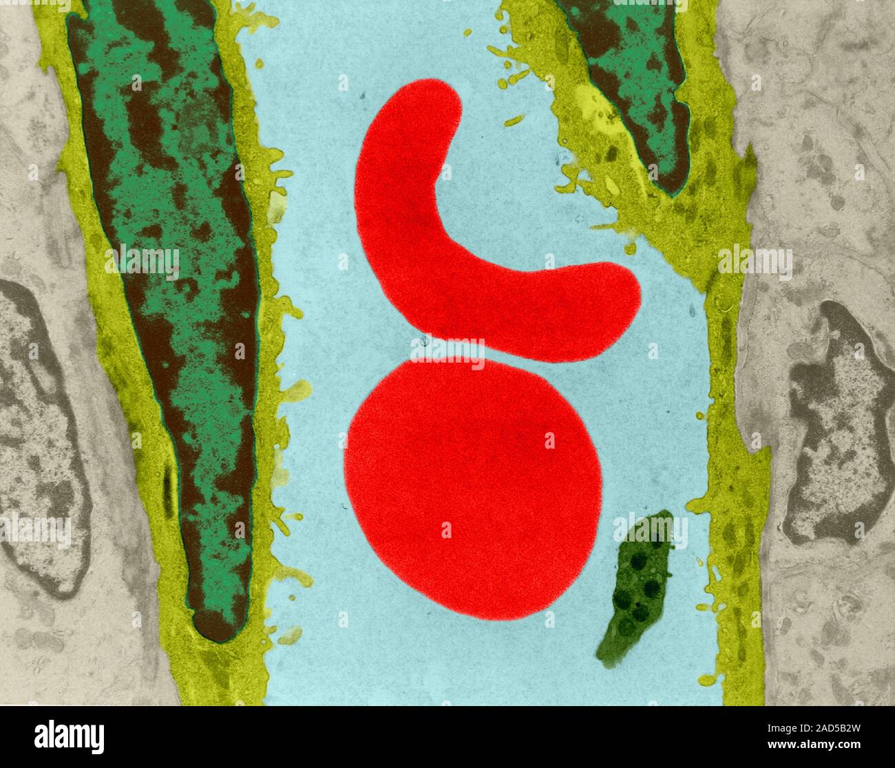 Red blood cells in a capillary (human central nervous system), coloured ...