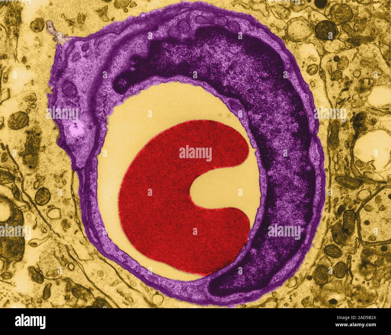 Red blood cell in a capillary, coloured transmission electron ...