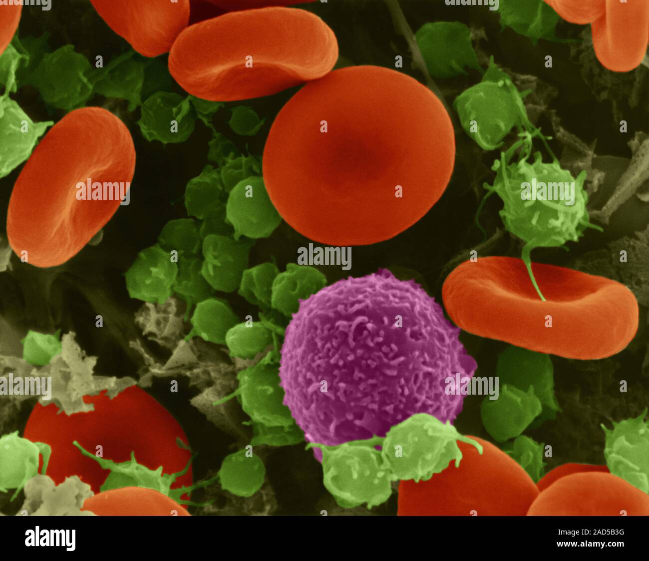 Human red blood cells, T lymphocyte and platelets, coloured scanning ...