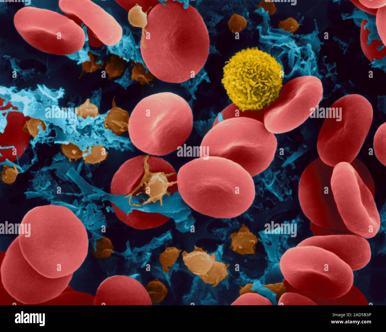 Human red blood cells, T lymphocyte and activated platelets, coloured ...