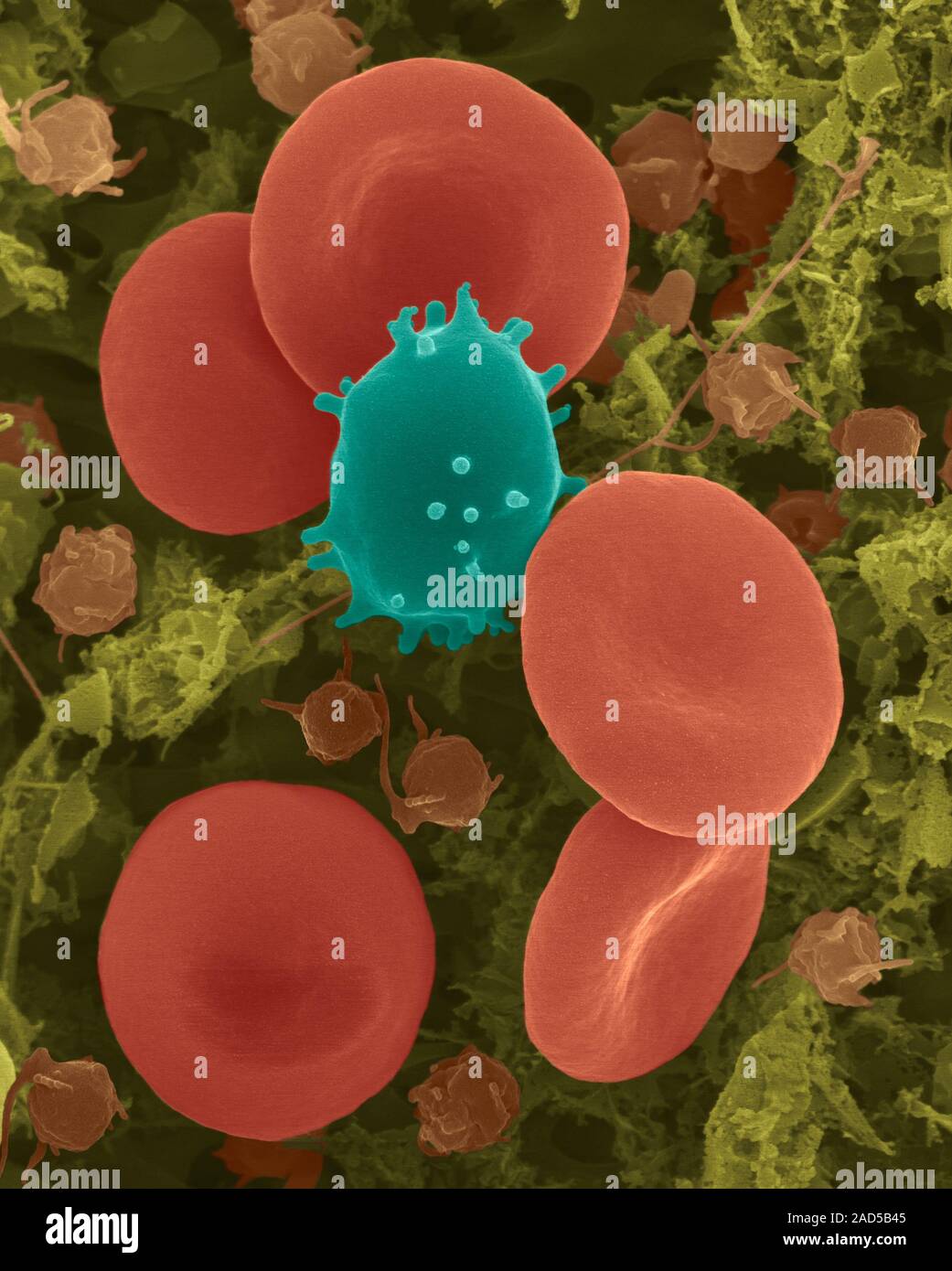 Human red blood cells, monocyte (white blood cell) and activated ...
