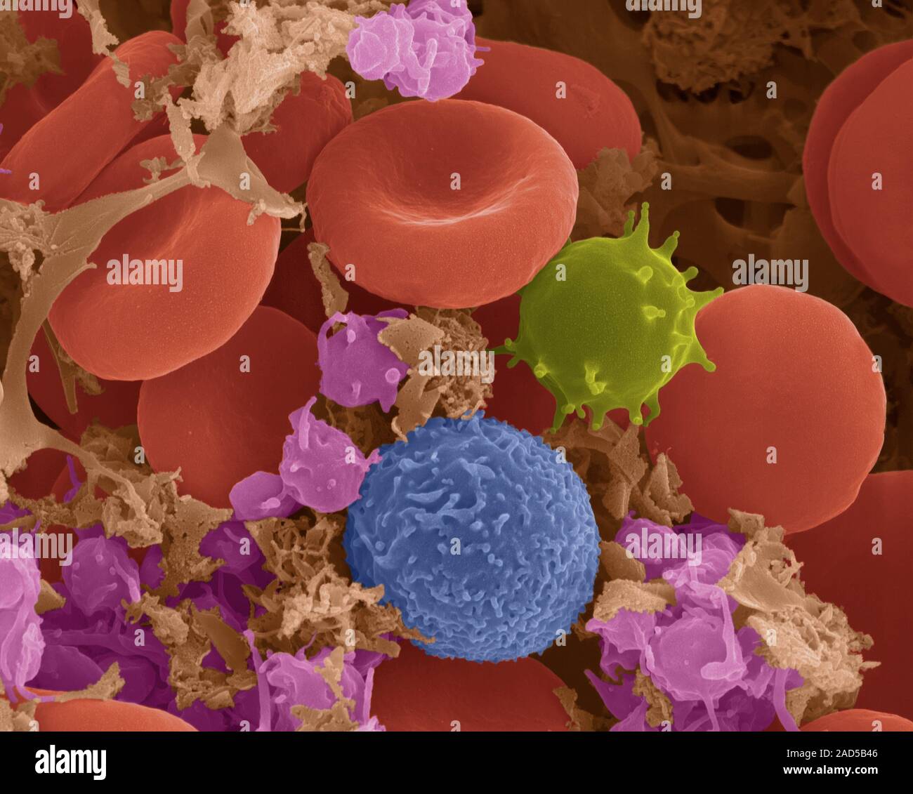 Human red blood cells, activated platelets and white blood cells ...