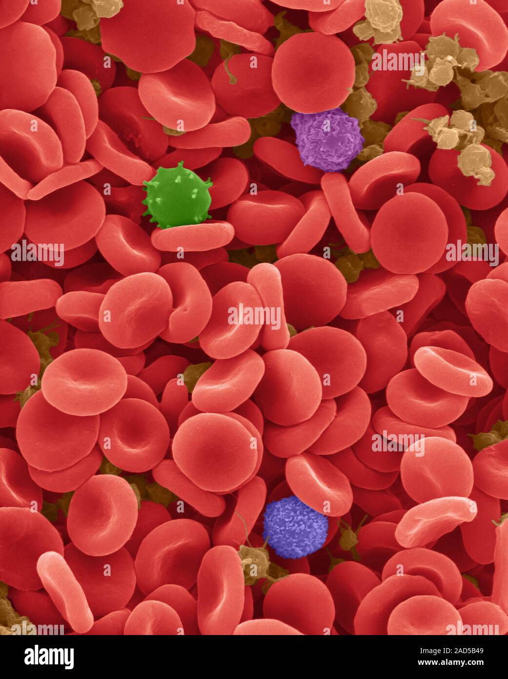Human red blood cells, monocyte (green), neutrophil (purple), T ...