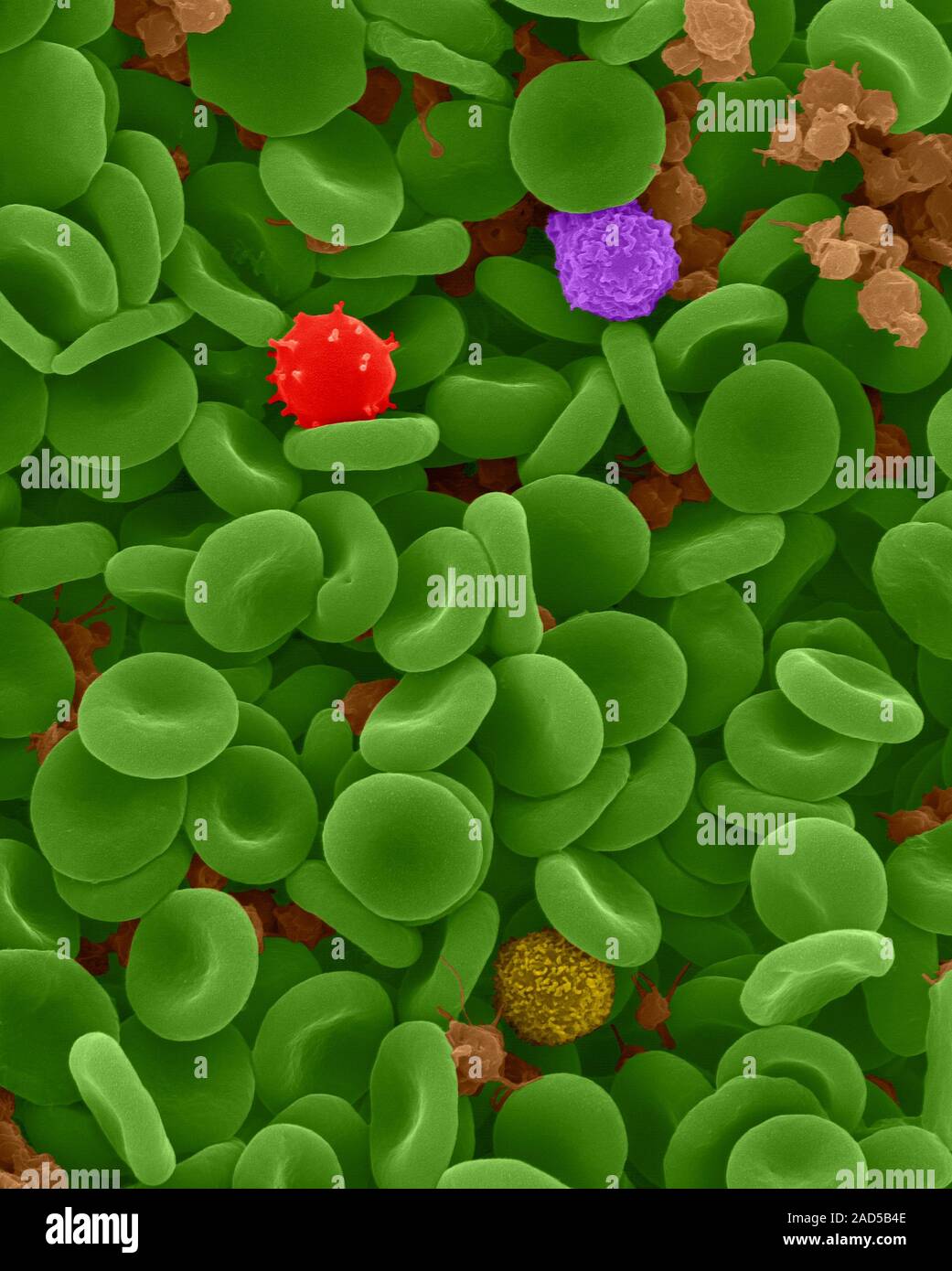 Human red blood cells, monocyte (green), neutrophil (purple), T ...