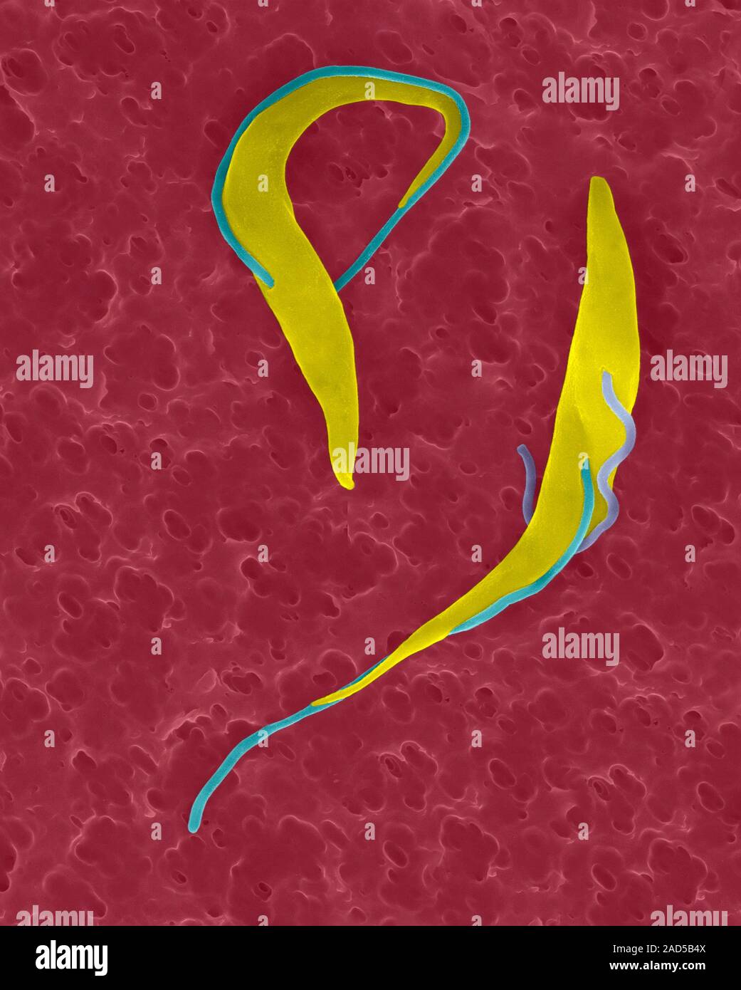 Trypanosome trypomastigotes (Trypanosoma sp.), coloured scanning ...