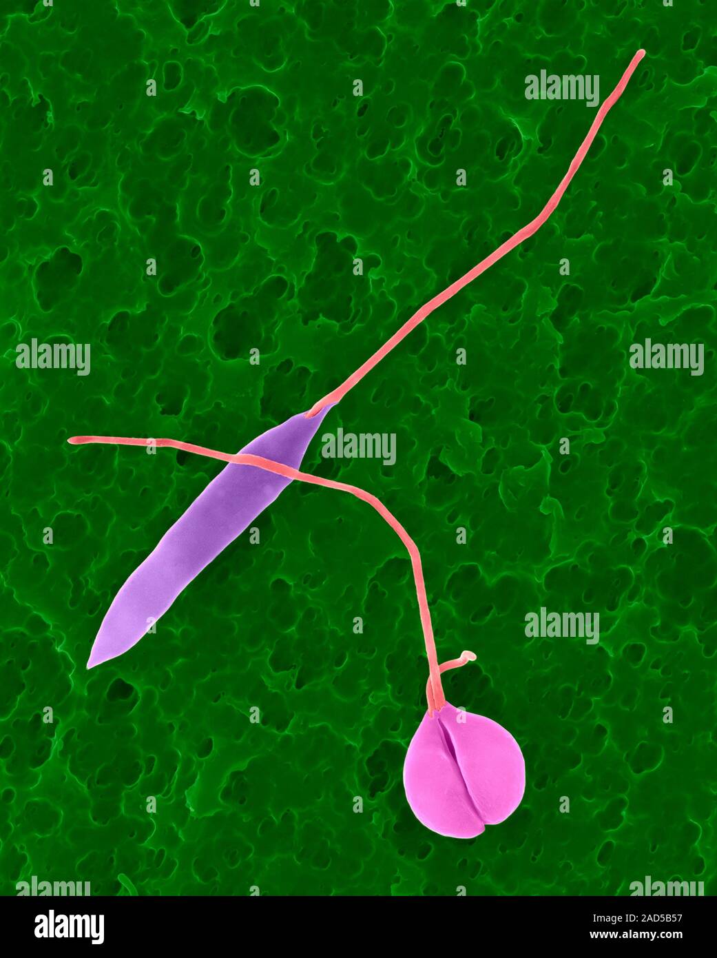 Parasitic promastigotes that cause leishmaniosis in humans (Leishmania ...