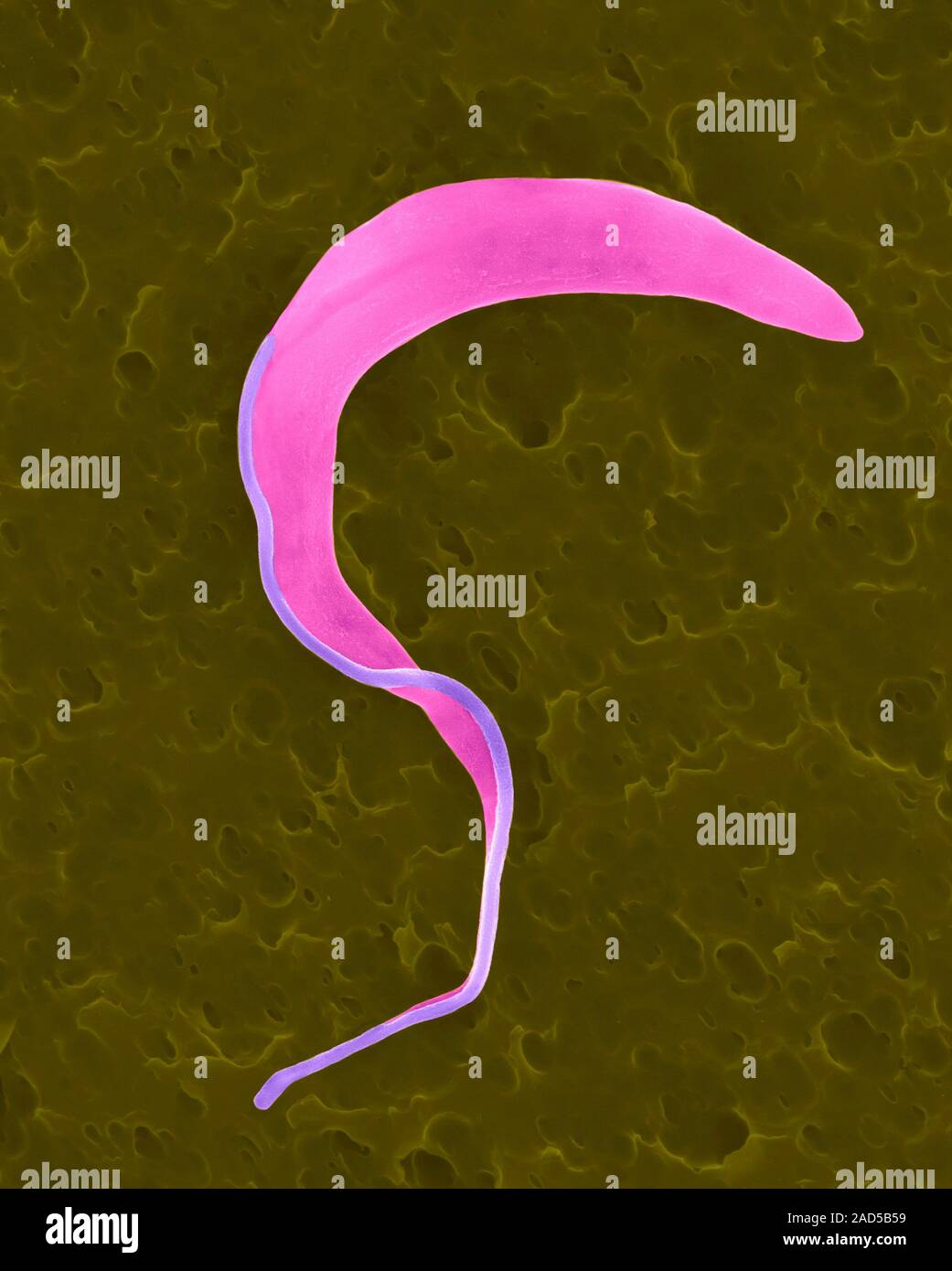 Trypanosome trypomastigote (Trypanosoma sp.), coloured scanning ...