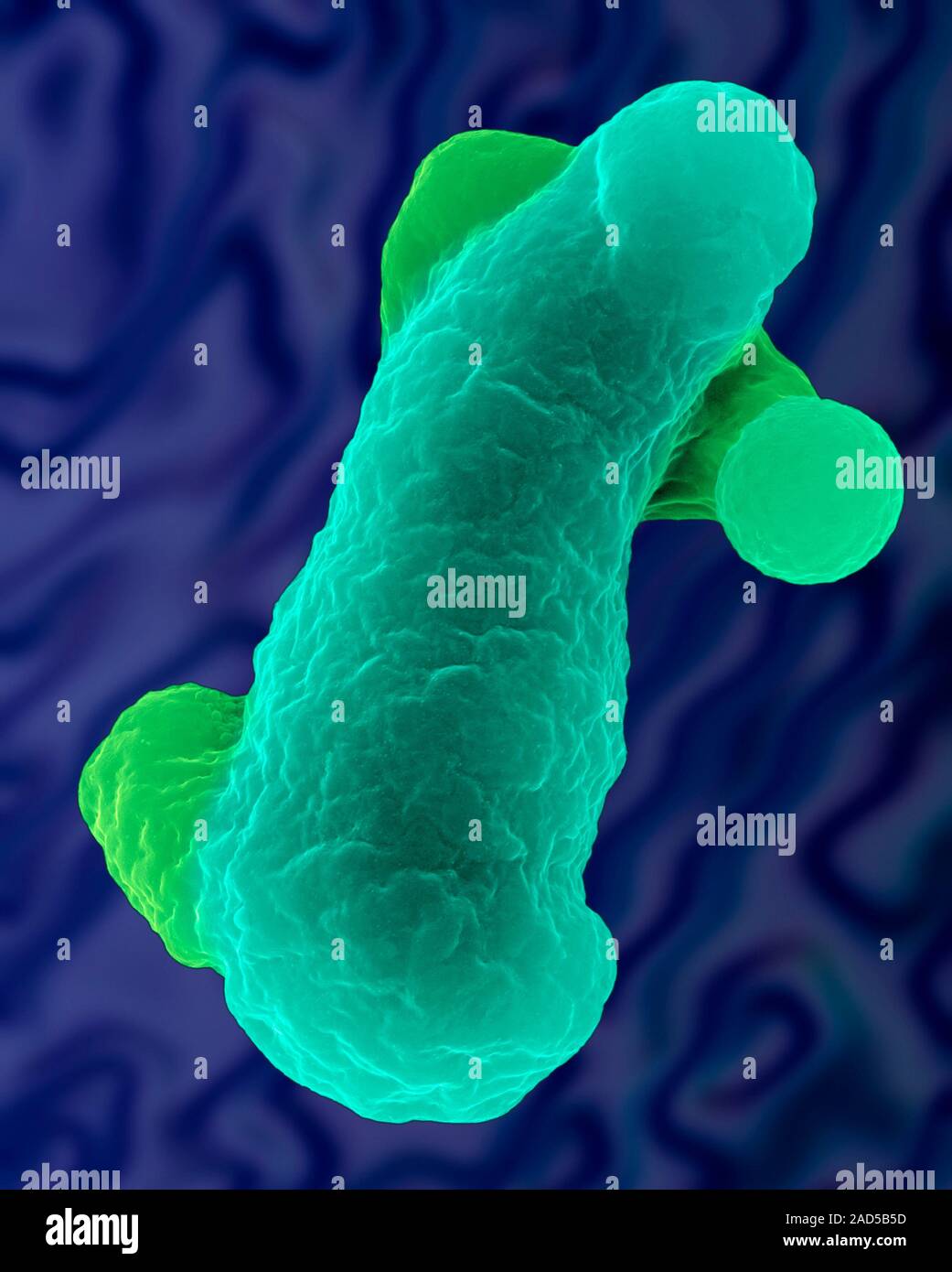 Parasitic amoeba (Entamoeba histolytica) causes amoebic dysentery & ulcers (vegetative ...