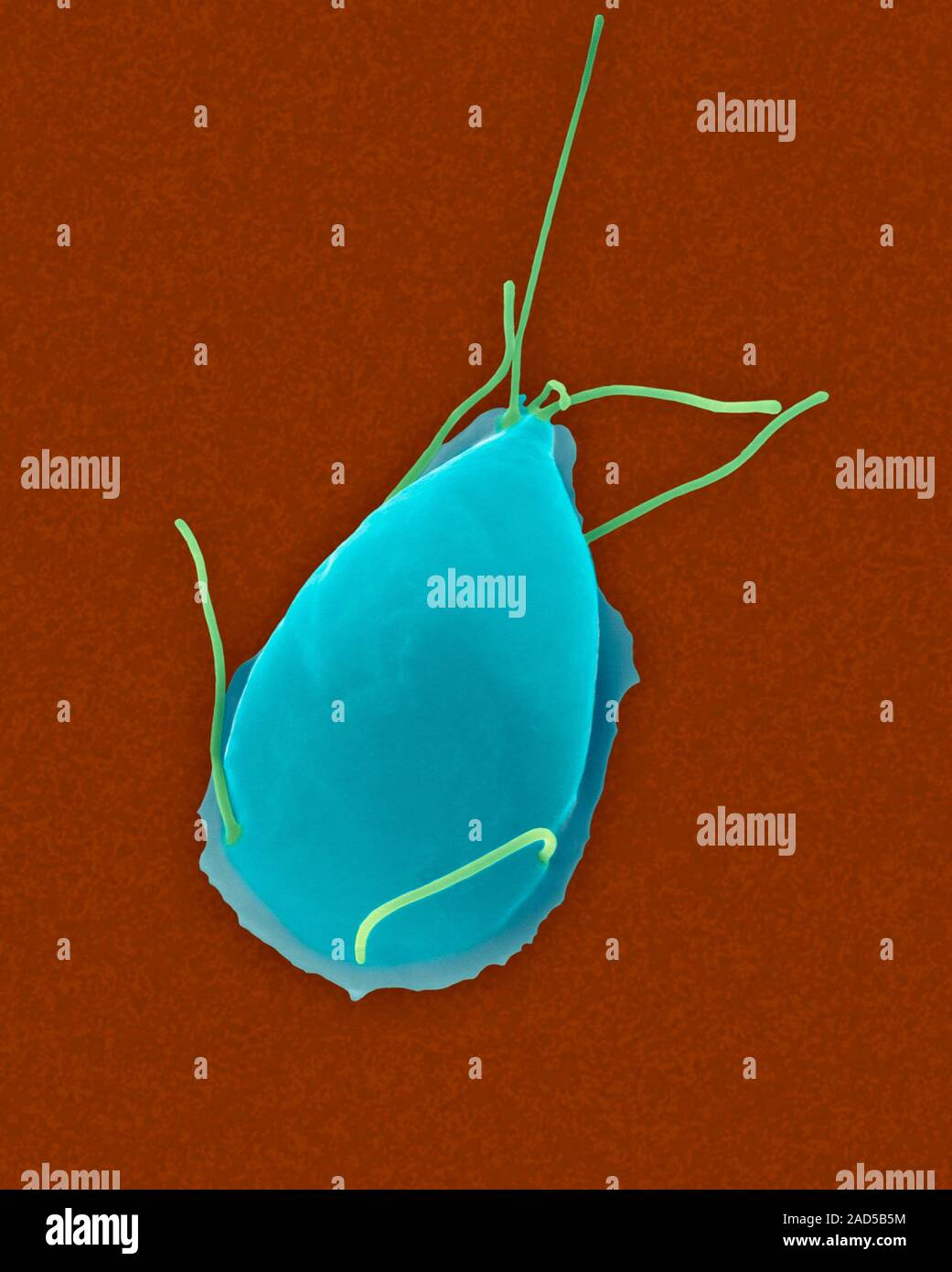 Giardia lamblia, a human parasite of the gastrointestinal tract ...