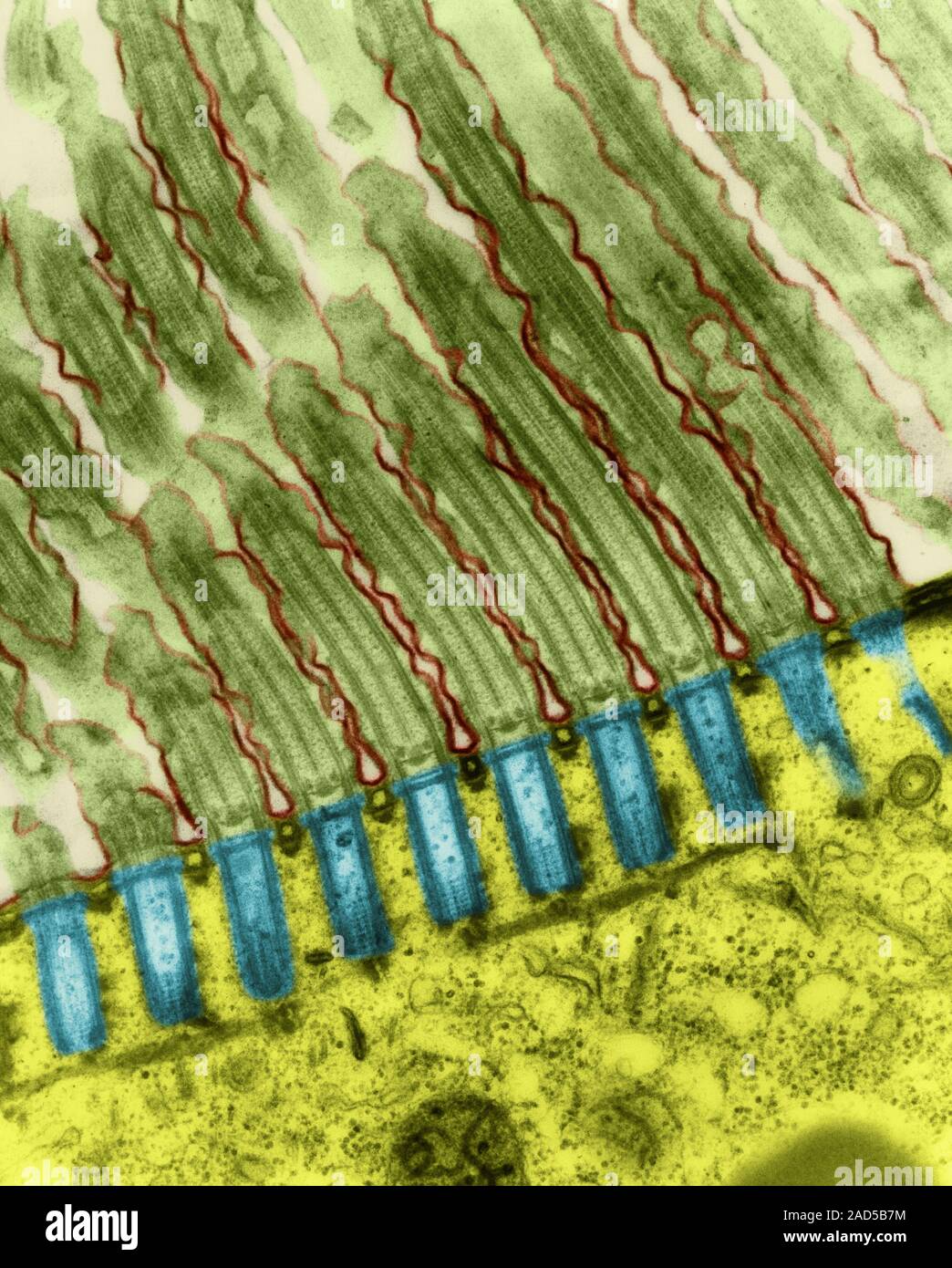 Ciliated fresh water protozoan (Paramecium multimicronucleatum ...