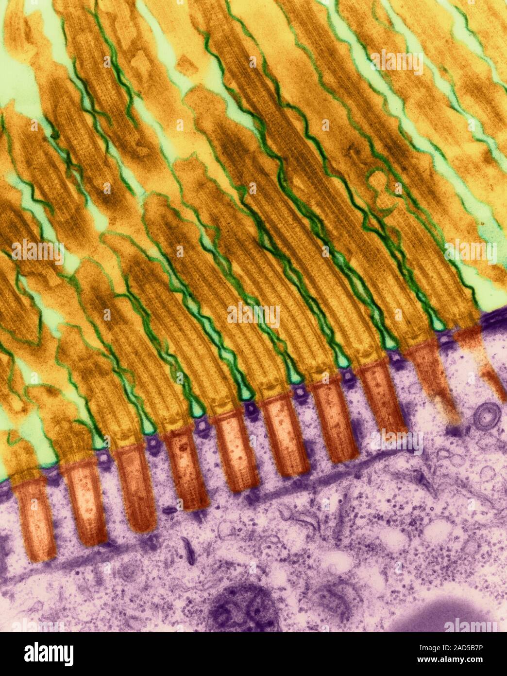 Ciliated fresh water protozoan (Paramecium multimicronucleatum ...