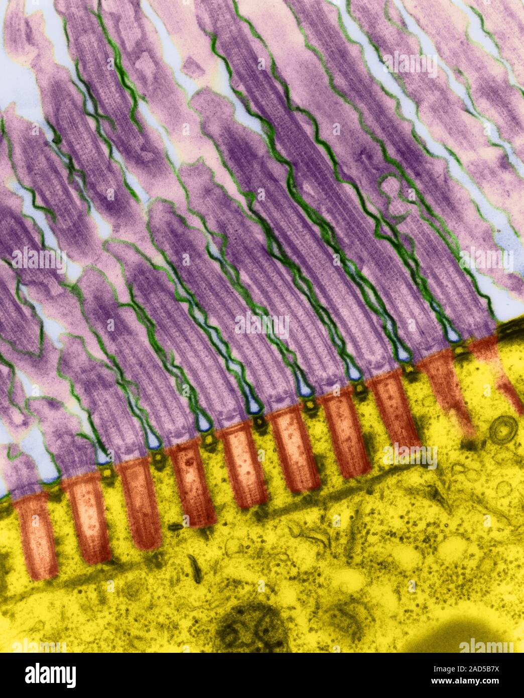Ciliated fresh water protozoan (Paramecium multimicronucleatum ...