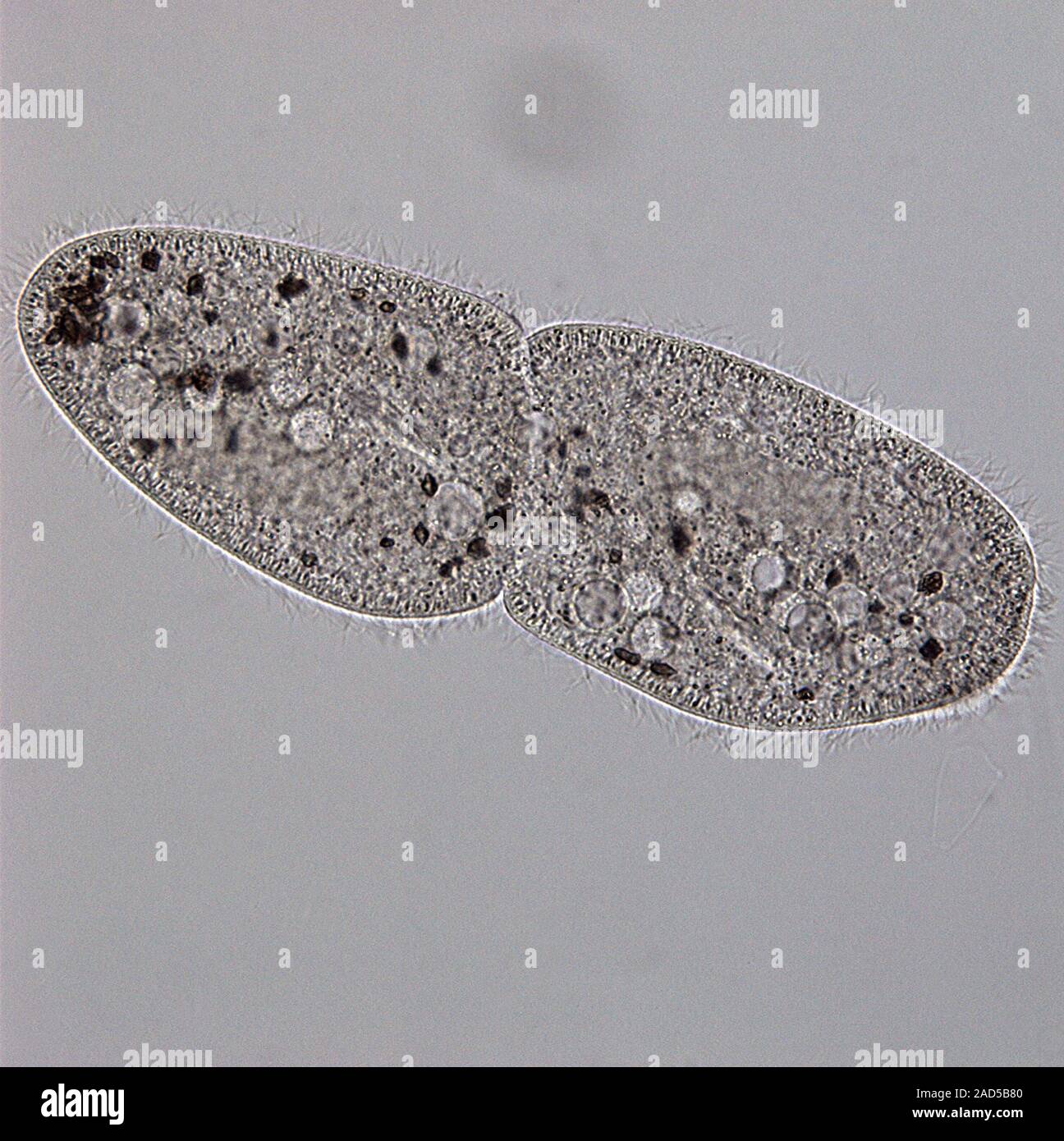 Brightfield light micrograph of Paramecium. (Paramecium ... Brightfield light micrograph of Paramecium. (Paramecium ...