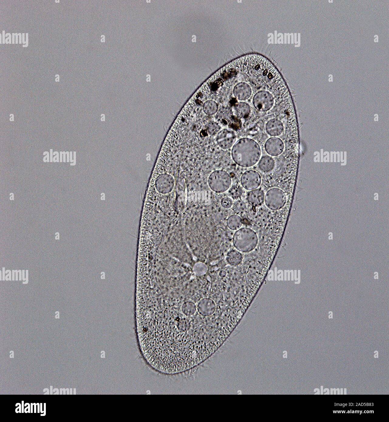 Brightfield light micrograph of Paramecium. (Paramecium ...