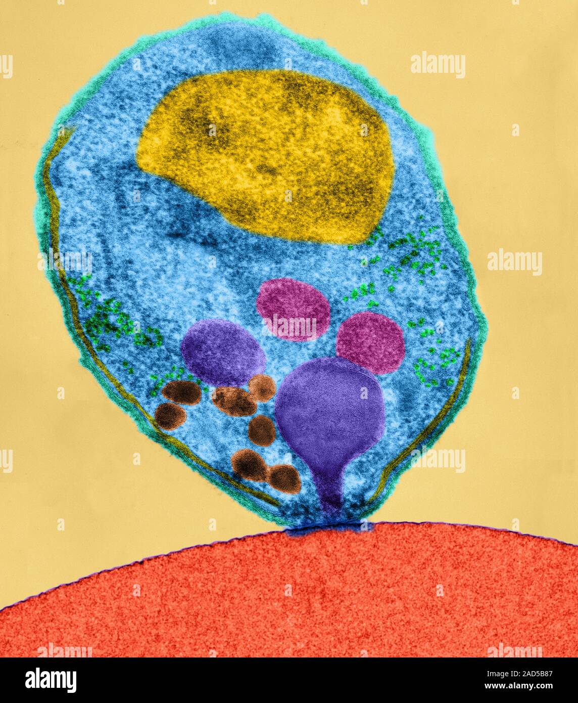 Plasmodium falciparum plasmodial merozoite making initial contact with ...