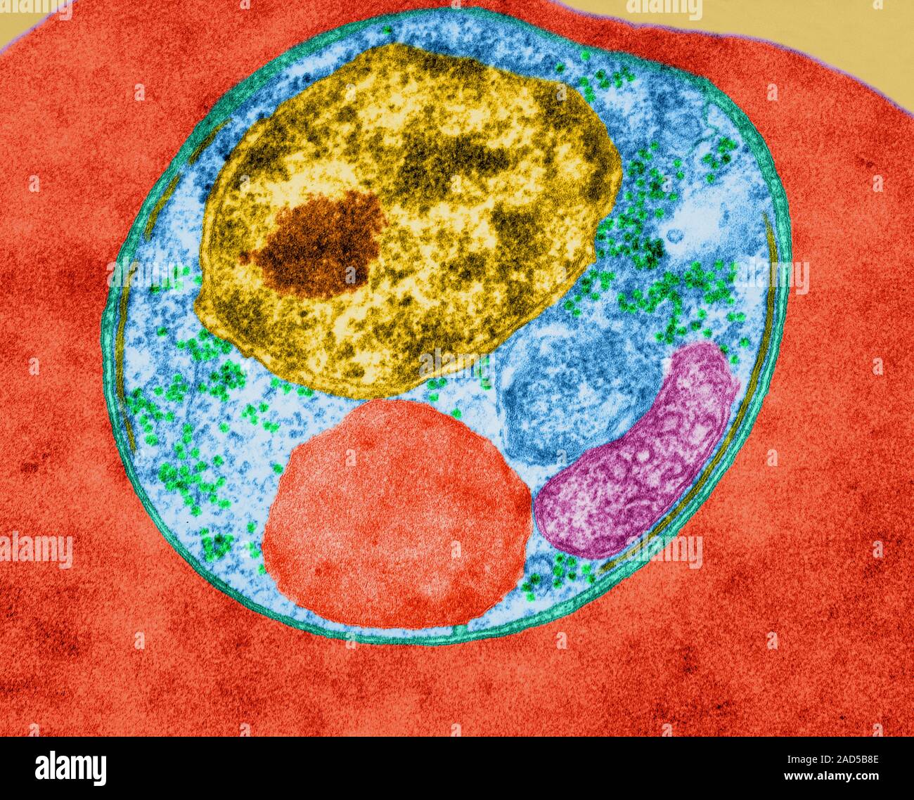 Plasmodium falciparum plasmodial trophozoite (young trophozoite stage ...