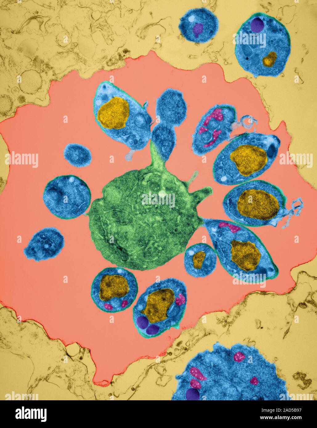 Plasmodium falciparum plasmodial schizont, or segmenter, in an ...