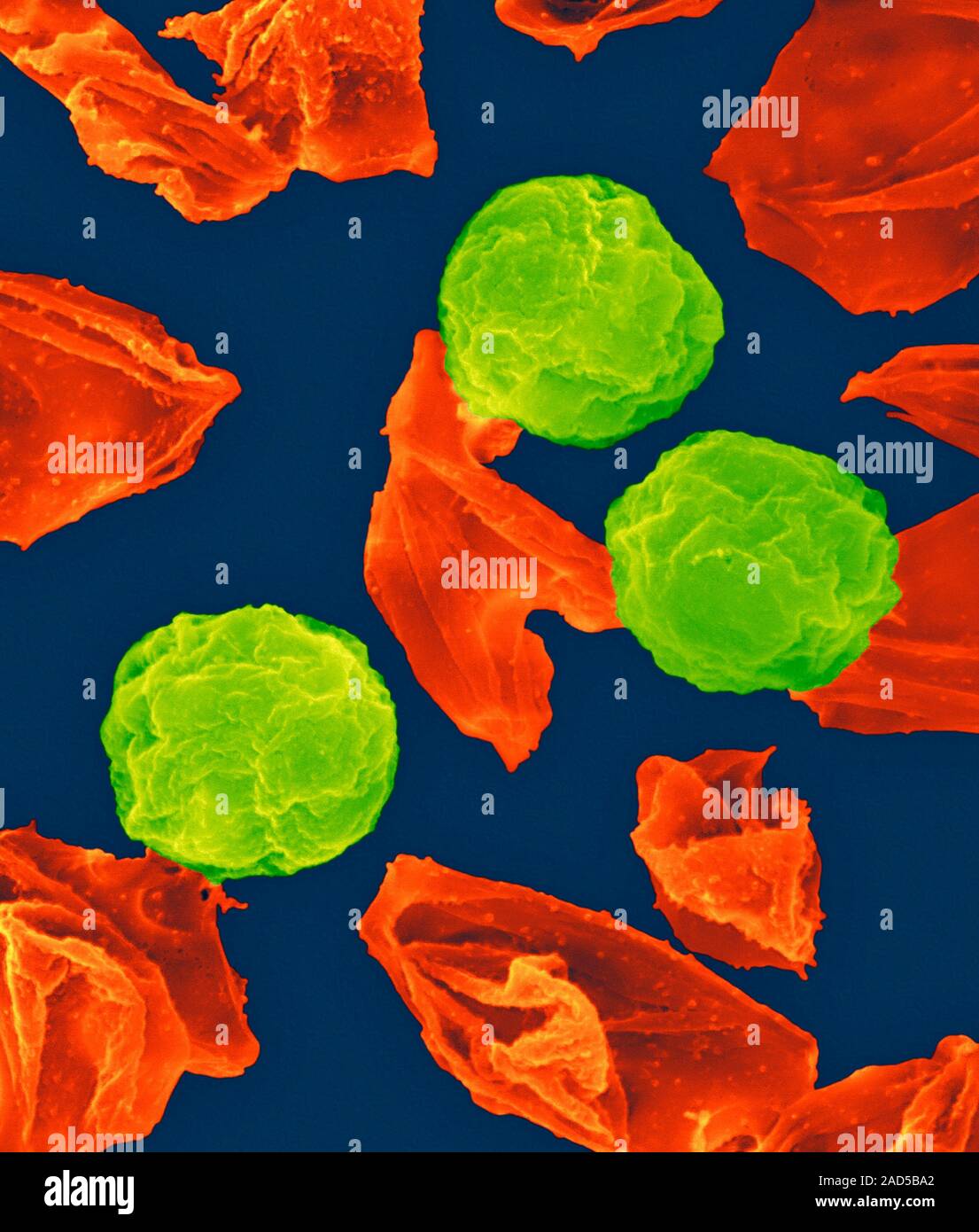 Plasmodium falciparum merozoites released from lysed red blood cells ...