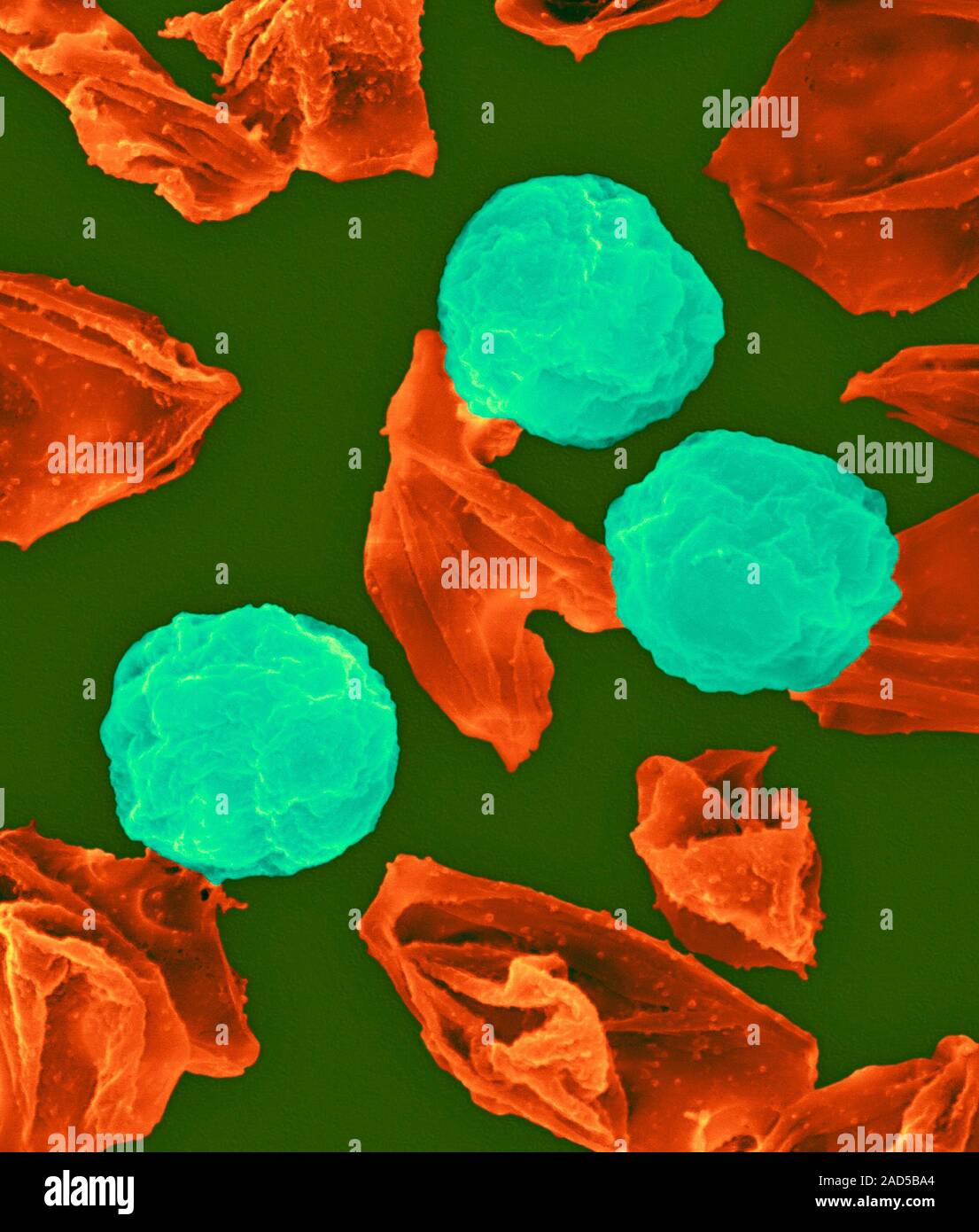Plasmodium falciparum merozoites released from lysed red blood cells ...