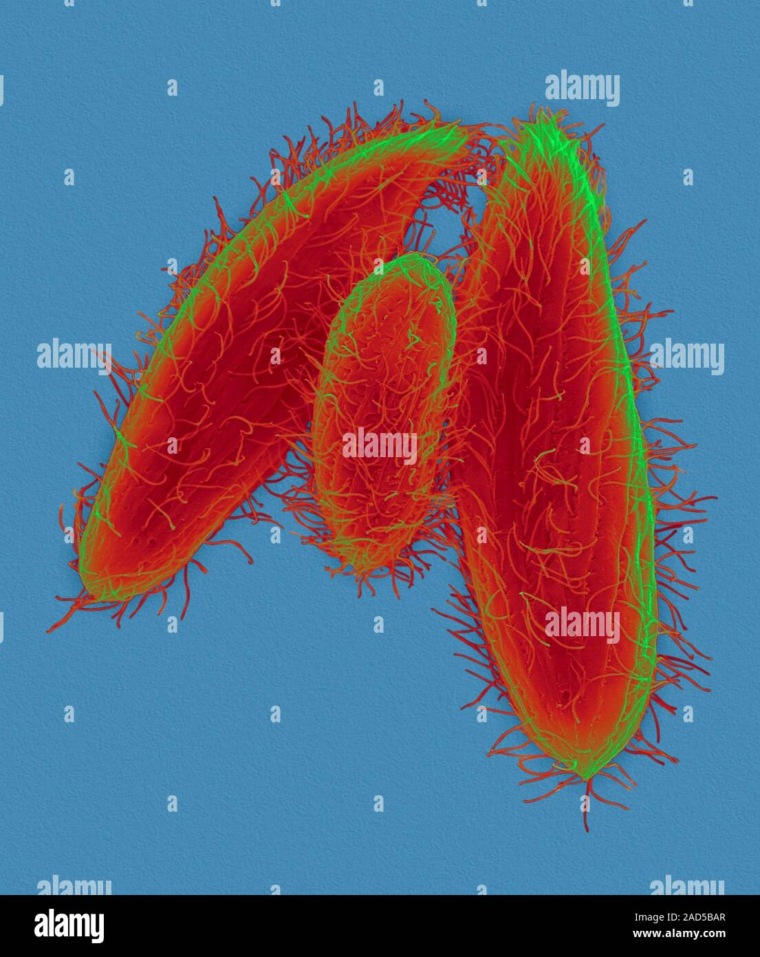Ciliated protozoan (Tetrahymena vorax), coloured scanning electron ... Ciliated protozoan (Tetrahymena vorax), coloured scanning electron ...
