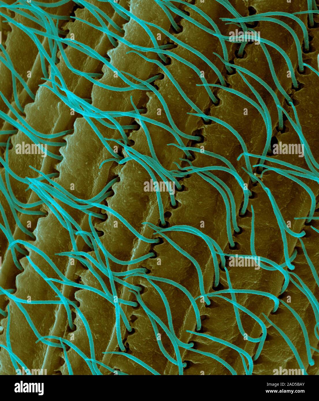 Ciliated protozoan (Tetrahymena vorax), coloured scanning electron ... Ciliated protozoan (Tetrahymena vorax), coloured scanning electron ...