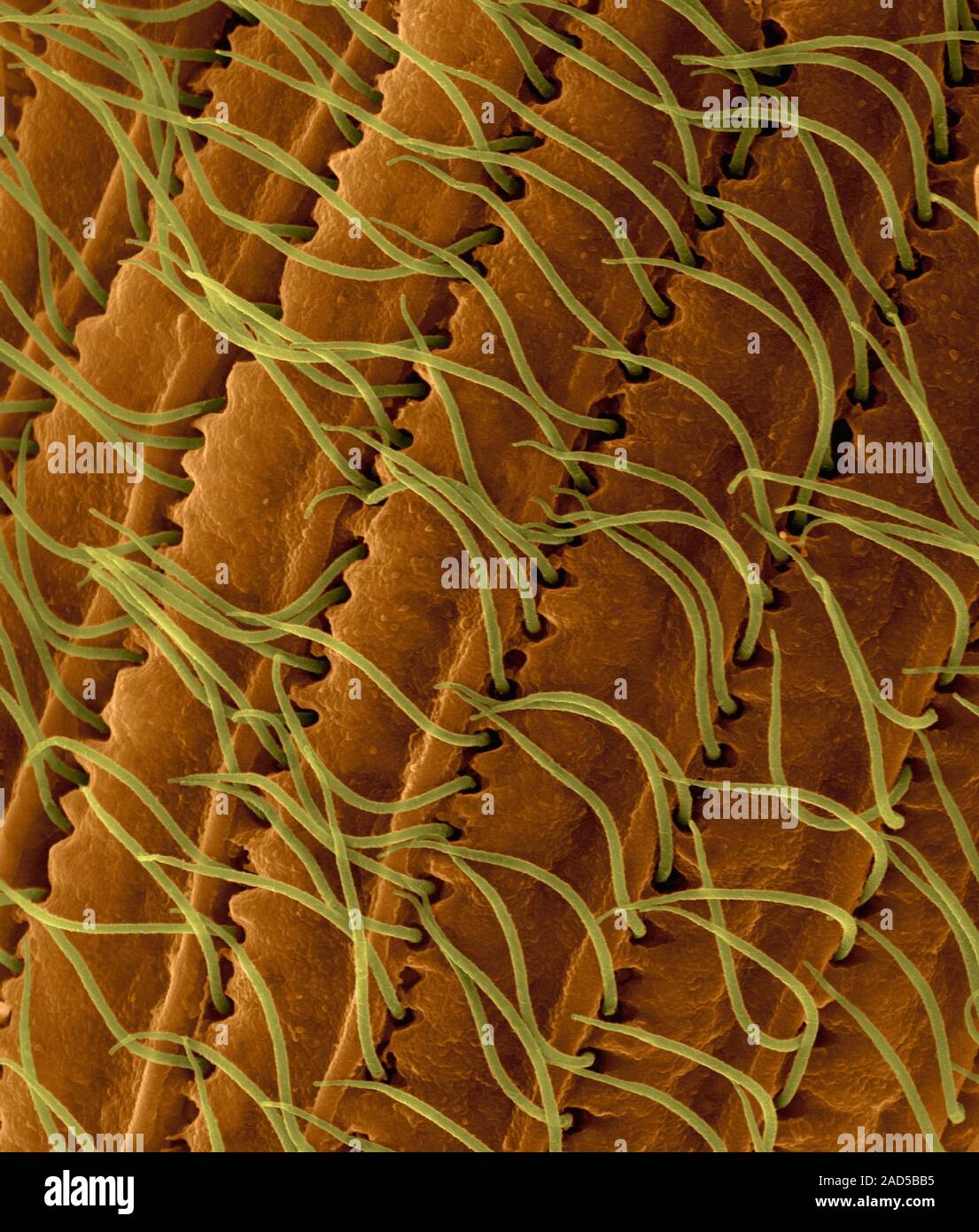 Ciliated protozoan (Tetrahymena vorax), coloured scanning electron ... Ciliated protozoan (Tetrahymena vorax), coloured scanning electron ...
