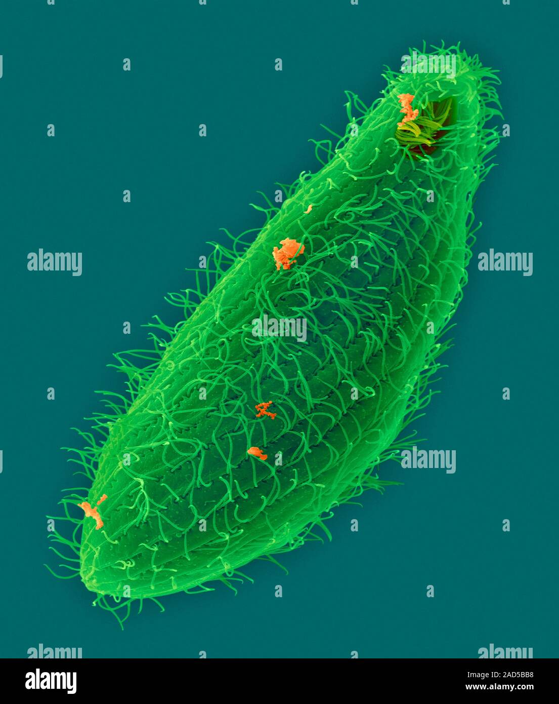 Ciliated protozoan (Tetrahymena thermophila), coloured scanning ...