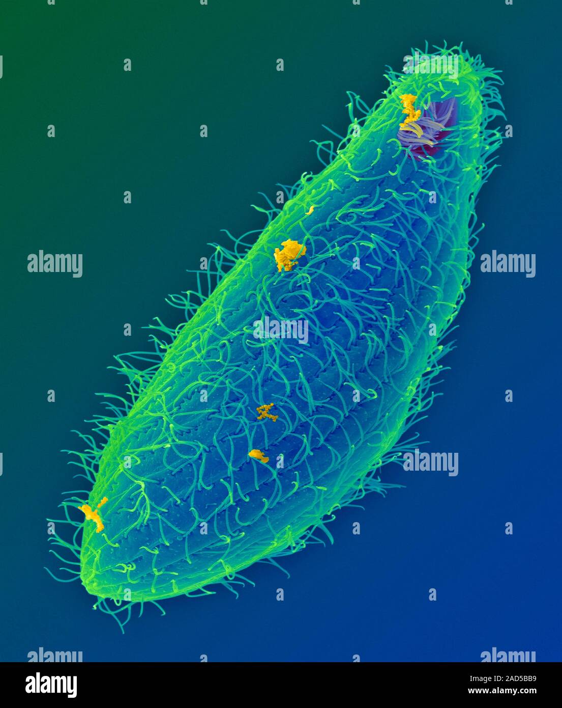 Ciliated protozoan (Tetrahymena thermophila), coloured scanning ...