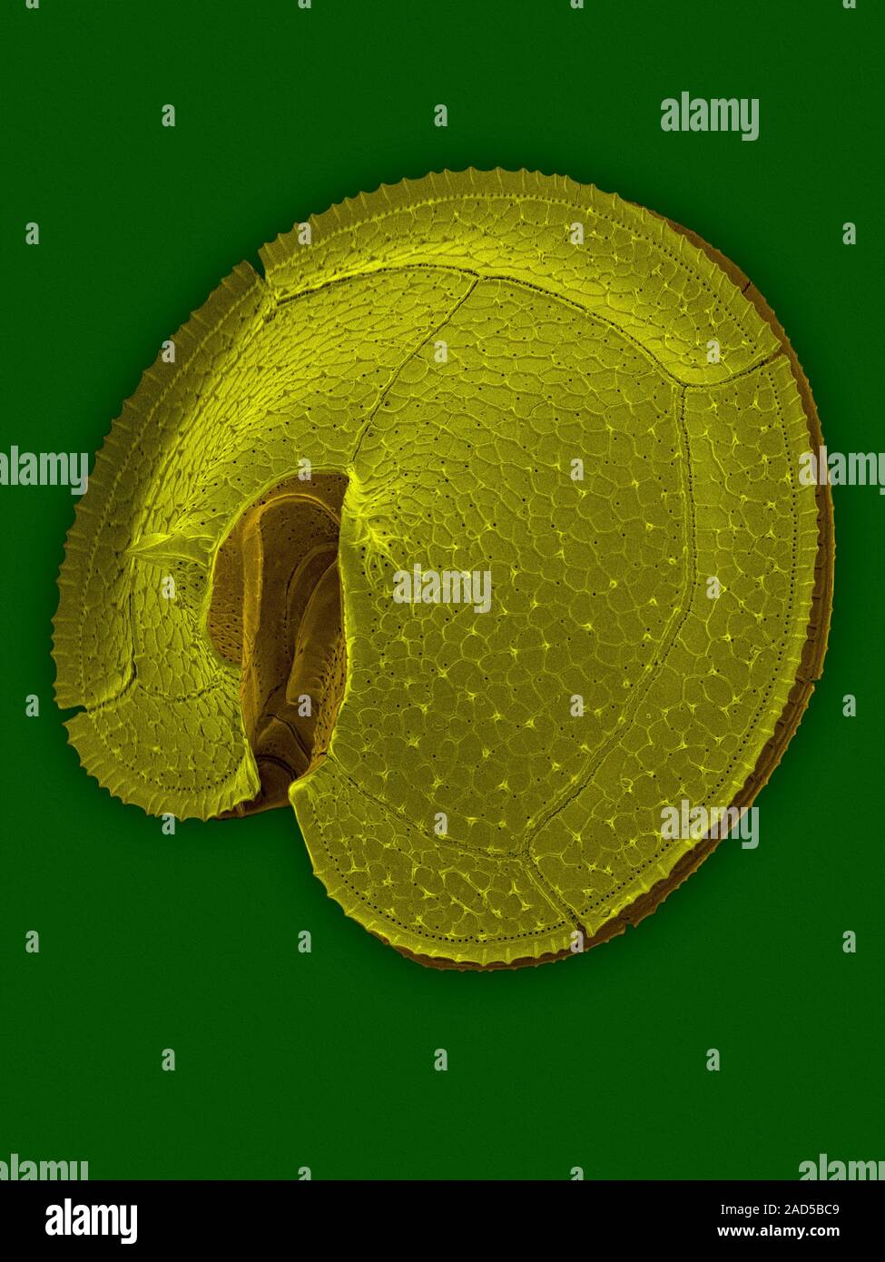 Heterotrophic dinoflagellate Protoperidinium sp., coloured scanning ...
