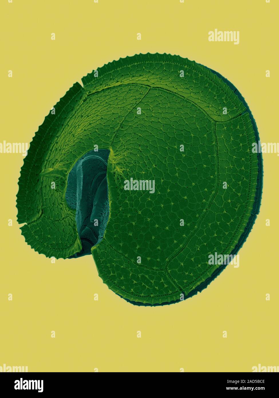 Heterotrophic dinoflagellate Protoperidinium sp., coloured scanning ...