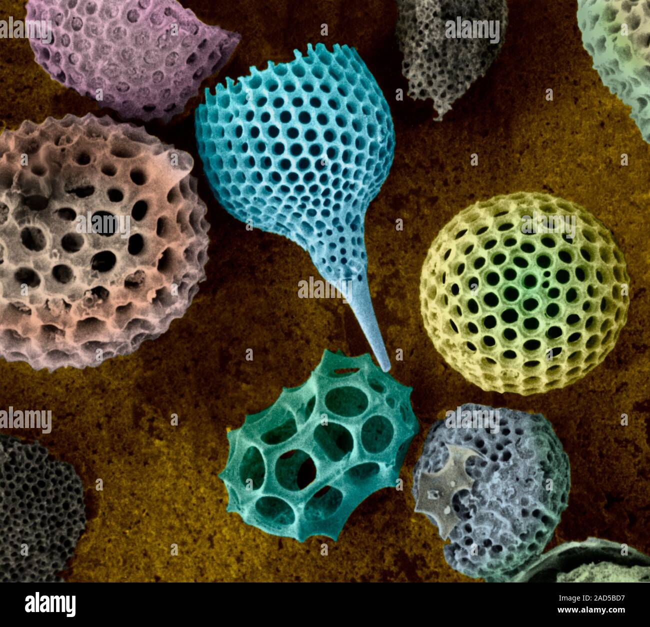 Radiolarian tests (marine), coloured scanning electron micrograph (SEM ...