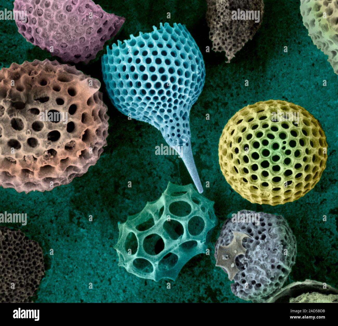 Radiolarian tests, coloured scanning electron micrograph (SEM). The ...
