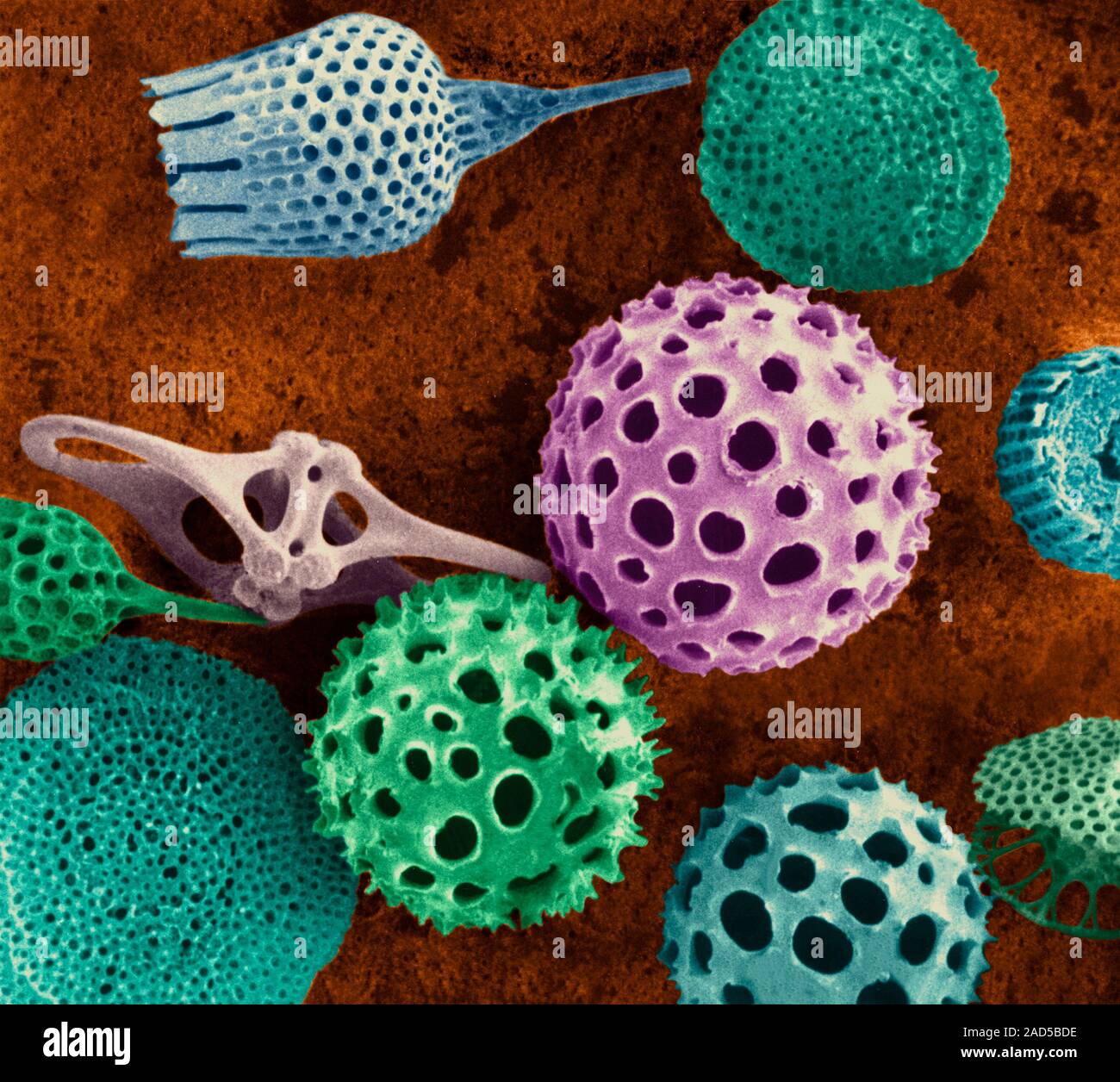 Radiolarian tests (marine), coloured scanning electron micrograph (SEM ...