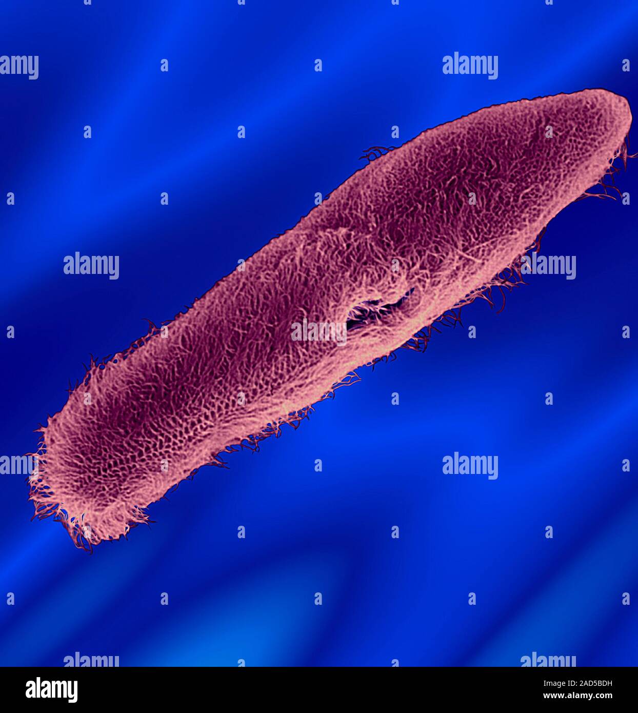 Paramecium sp., ciliated protozoan, coloured scanning electron ... Paramecium sp., ciliated protozoan, coloured scanning electron ...