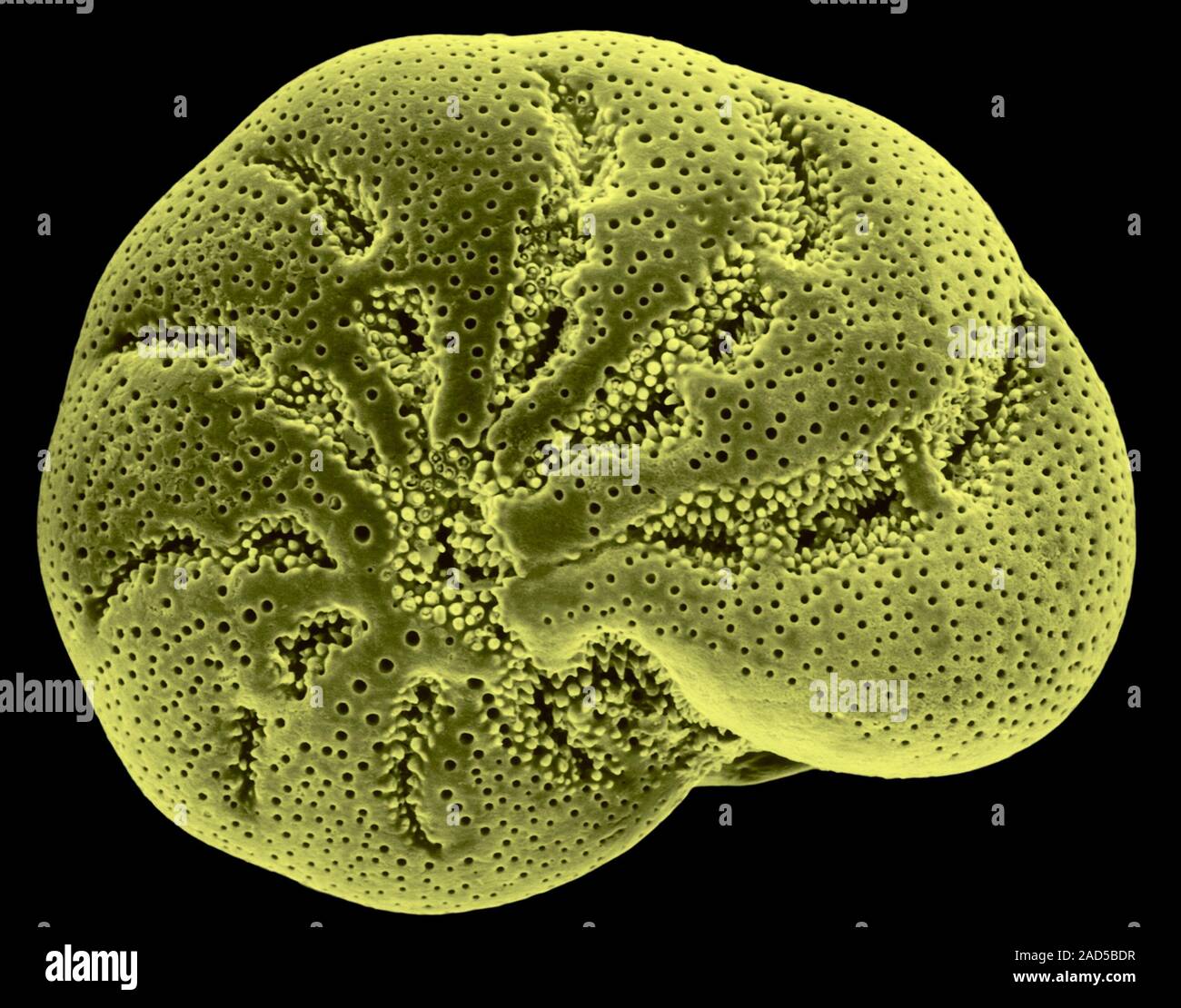 Foraminiferan test (Elphidium sp.), coloured scanning electron ...
