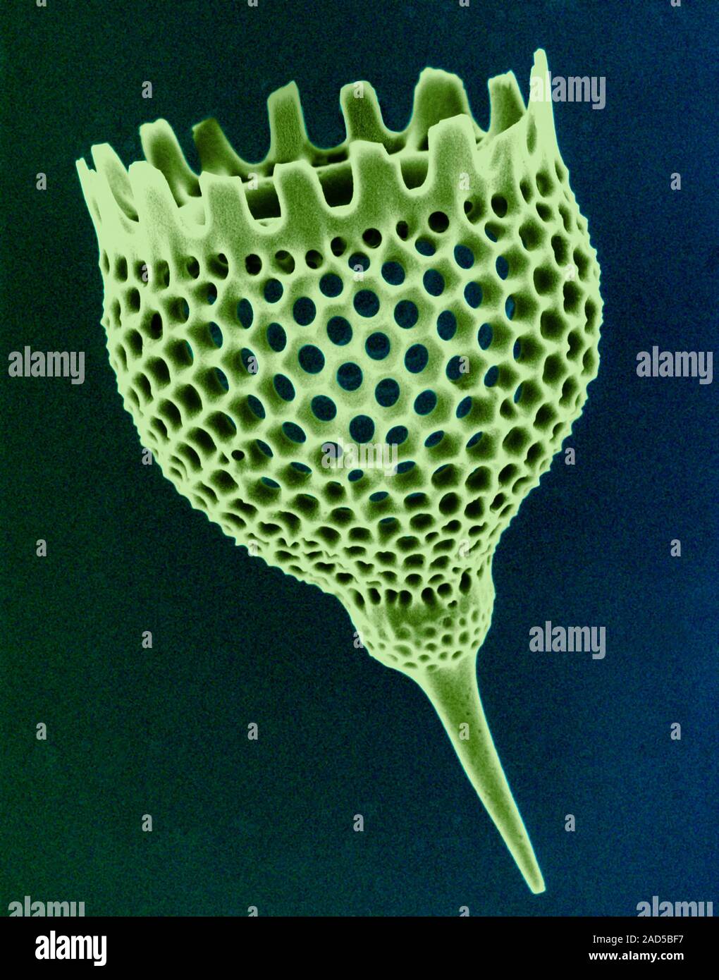 Radiolarian test (marine), coloured scanning electron micrograph (SEM ...