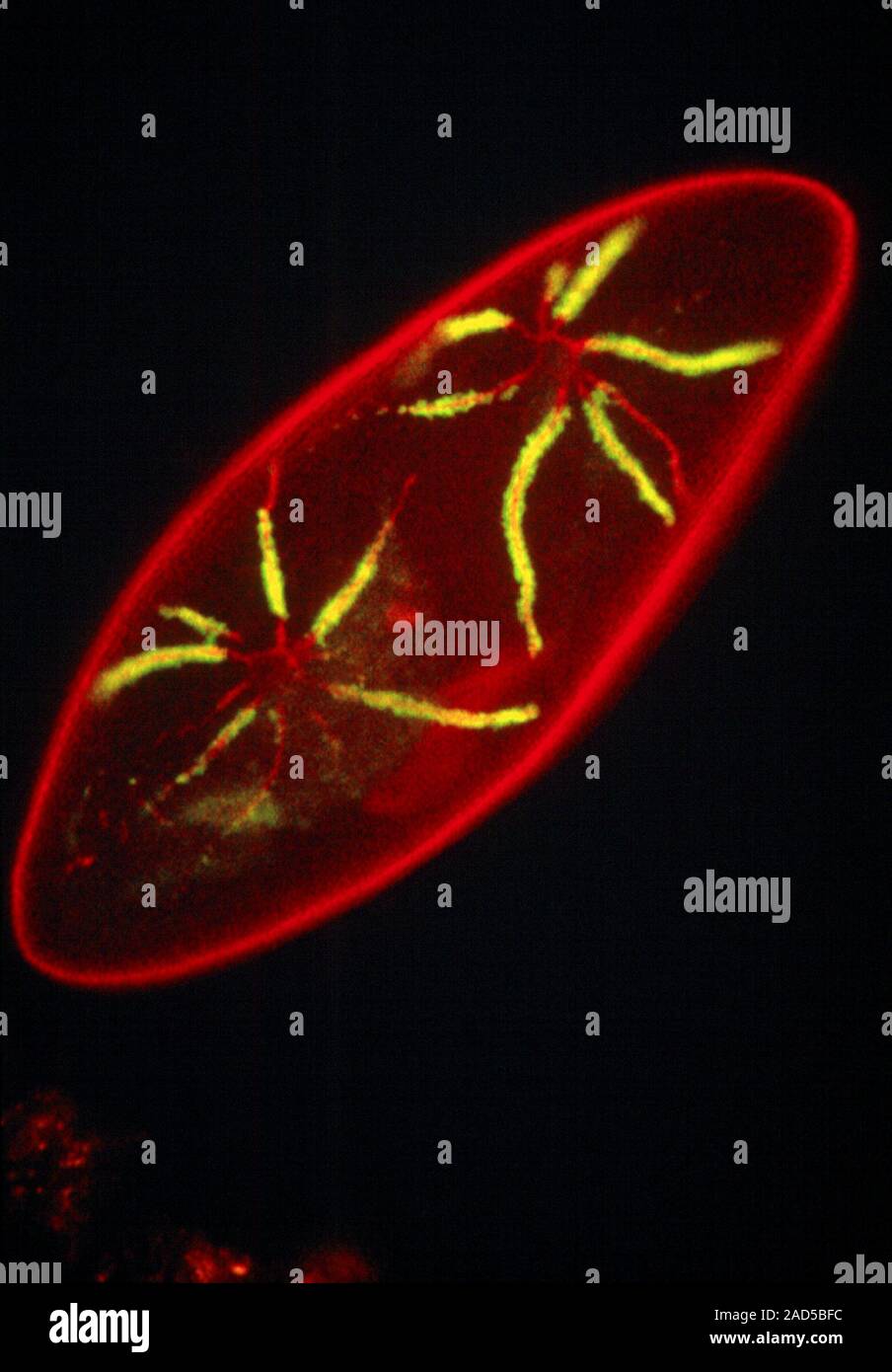 Fluorescence confocal light micrograph of Paramecium. (Paramecium ...