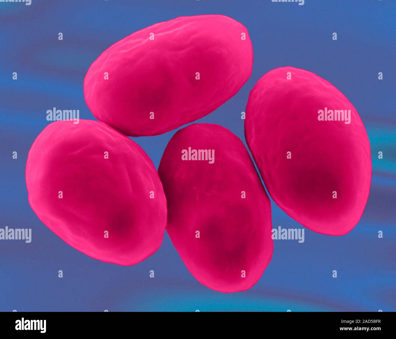 Giardia lamblia, a protozoan (cyst stage) found in water contaminated ...