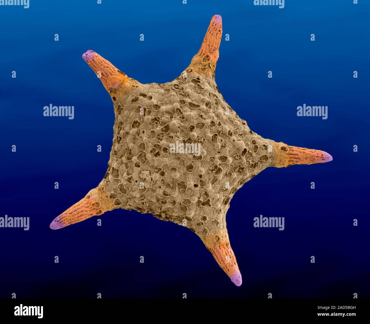 Foraminiferan test from Iriomote Jima, Ryukyu Islands, Japan ...
