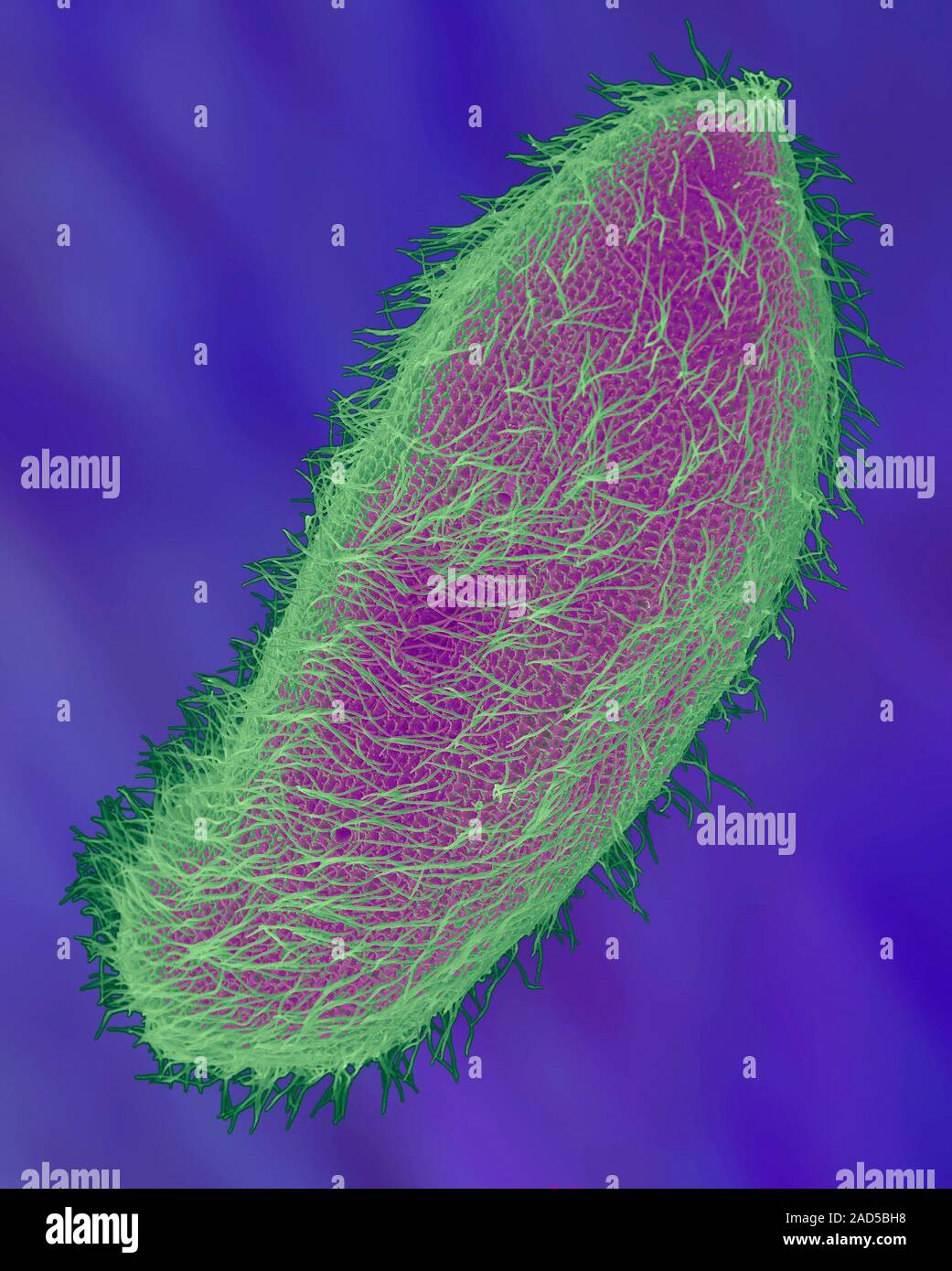 Ciliated protozoan (Paramecium multimicronucleatum), coloured scanning ...